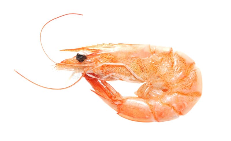 Single Shrimp stock photo. Image of shrimp, food, overhead - 9000770