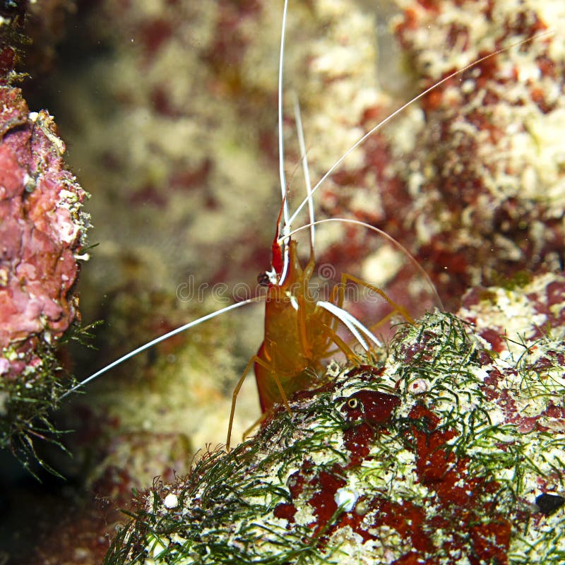 Prawn stock photo. Image of exotic, marine, delicious - 1601722