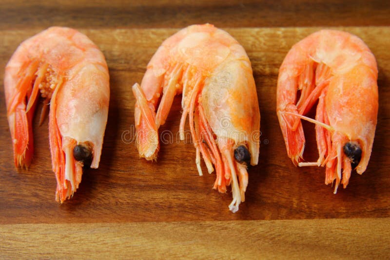 Shrimp escape stock image. Image of closeup, animal, animals - 1566307