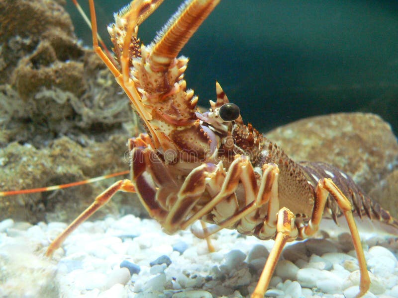 Shrimp stock image. Image of creature, shrimp, dive, shell - 230319