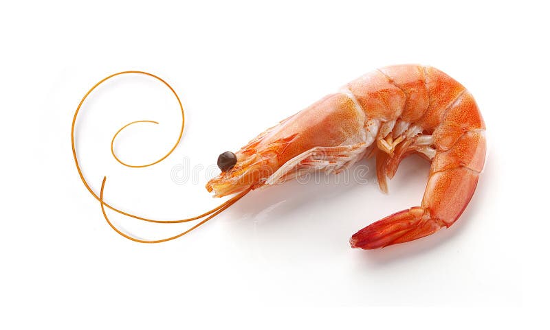 Shrimp stock photo. Image of food, crustacean, whisker - 23772090