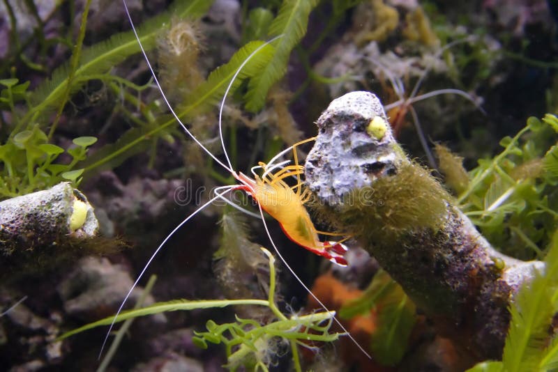 Red or Coral Banded Shrimp stock image. Image of snapping - 19009217
