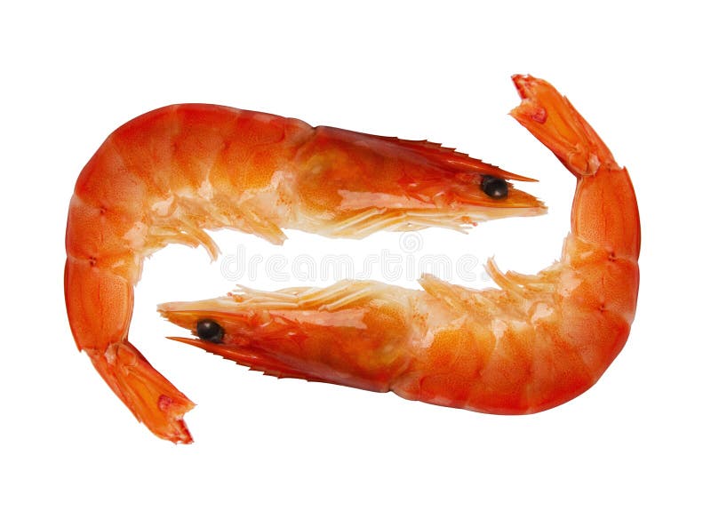 Single shrimp on white stock image. Image of pink, tail - 20171515