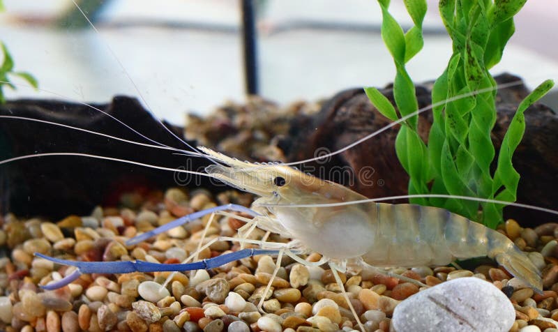 1,486 Cute Shrimp Stock Photos - Free & Royalty-Free Stock Photos from ...