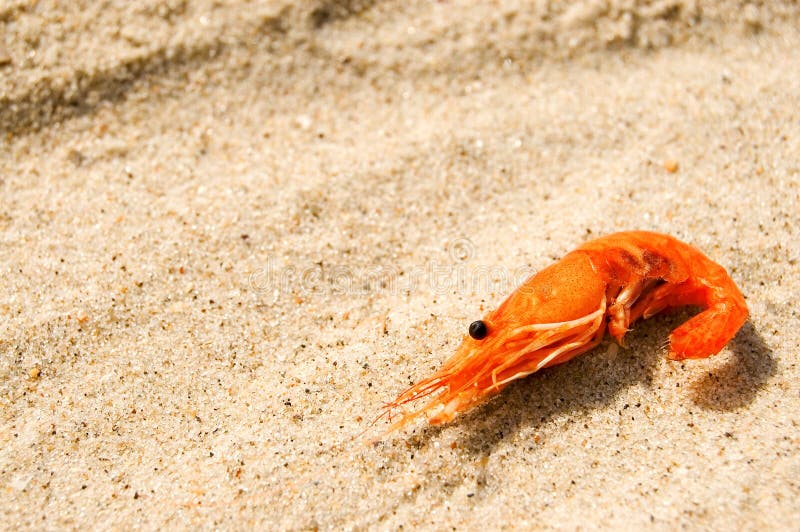 Shrimp stock image. Image of prawn, macro, shot, hardshell - 5648243