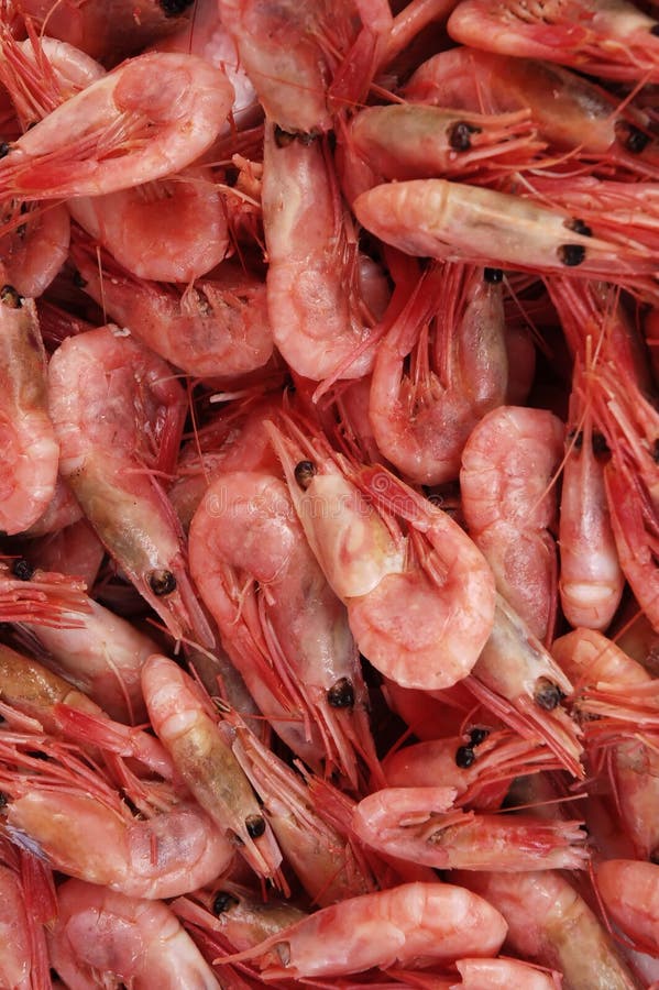 Shrimp stock photo. Image of norwegian, nordic, peninsula - 6603234
