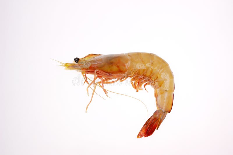 Alive shrimp stock photo. Image of kitchen, background - 4748476