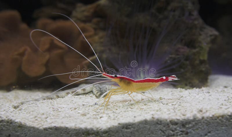 Shrimp stock photo. Image of sand, corel, bassin, legs - 7051406