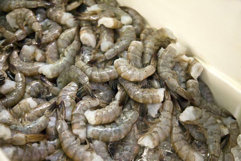 Shrimp stock image. Image of catch, ingredient, freshness - 85576349