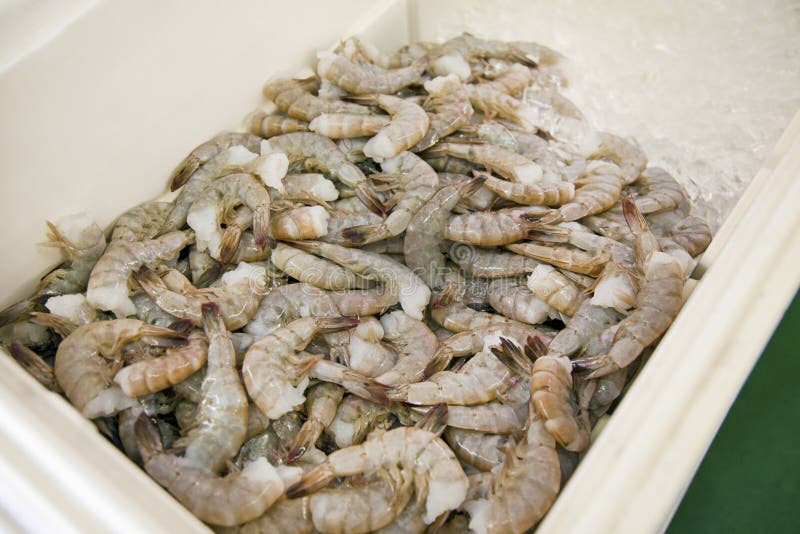 Shrimp stock image. Image of freshness, heads, seafood - 85576561