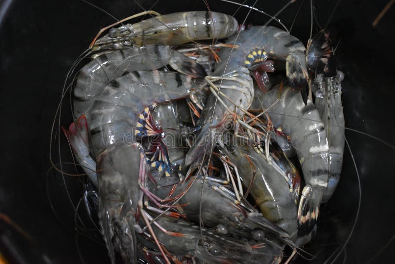 Shrimp in bucket stock image. Image of animal, arthropod - 196515293