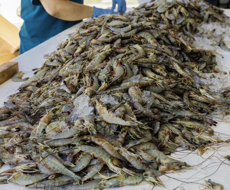 Shrimp catch stock photo. Image of offloaded, food, pile - 139482314