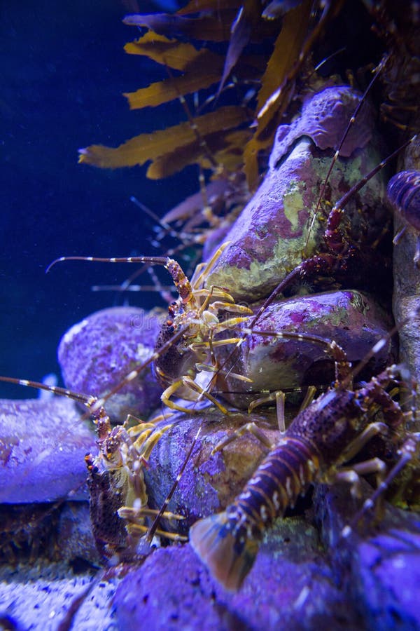 Shrimp Climbing Stones in a Tank Stock Image - Image of environment ...