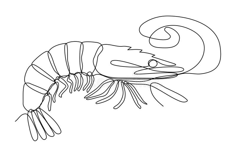 Prawn Line Drawing Stock Illustrations – 739 Prawn Line Drawing Stock ...