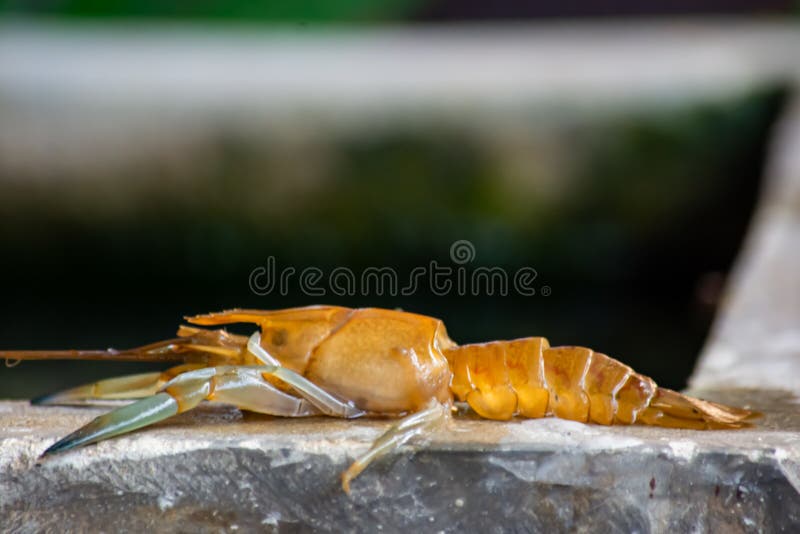 Dead Crayfish Red Stock Photos - Free & Royalty-Free Stock Photos from ...