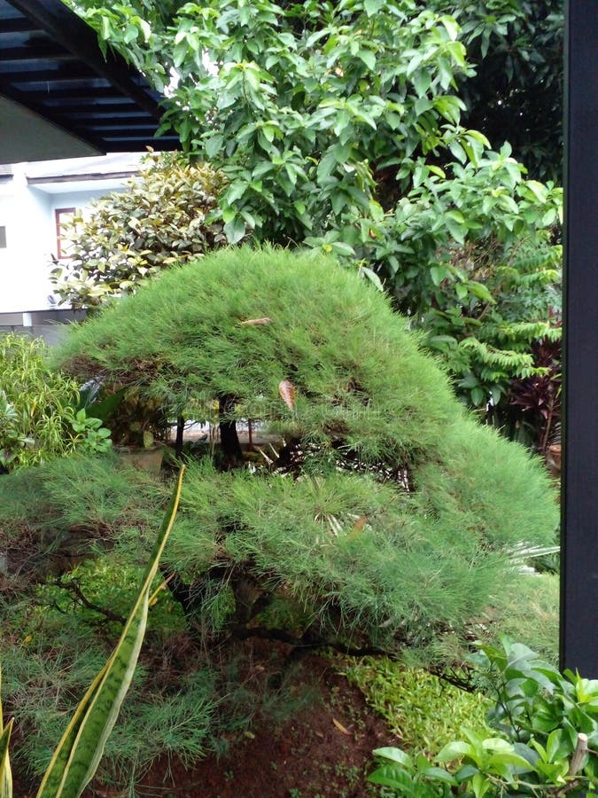 The Shrimp Cypress Bonsai Tree is 130 Years Old Stock Image - Image of ...