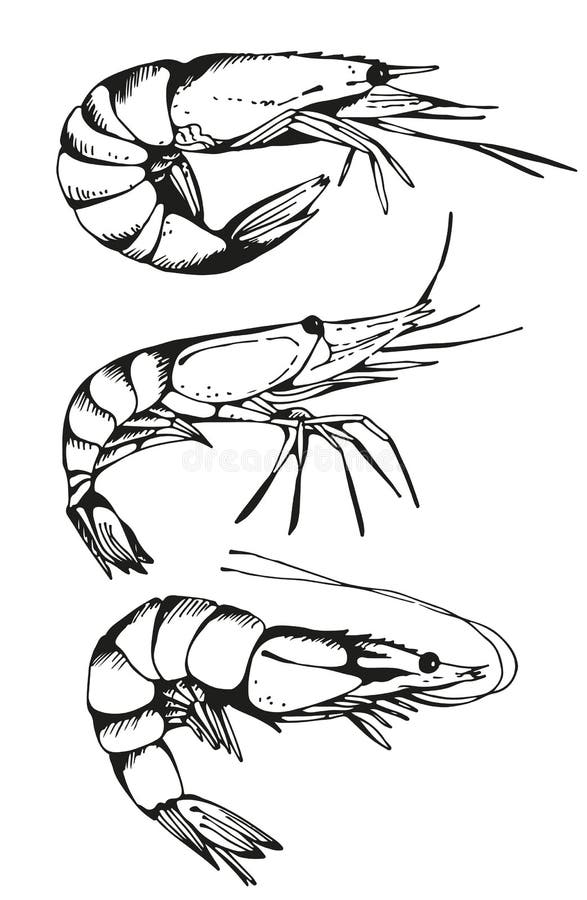 Hand Drawn Krill Stock Illustrations – 110 Hand Drawn Krill Stock ...
