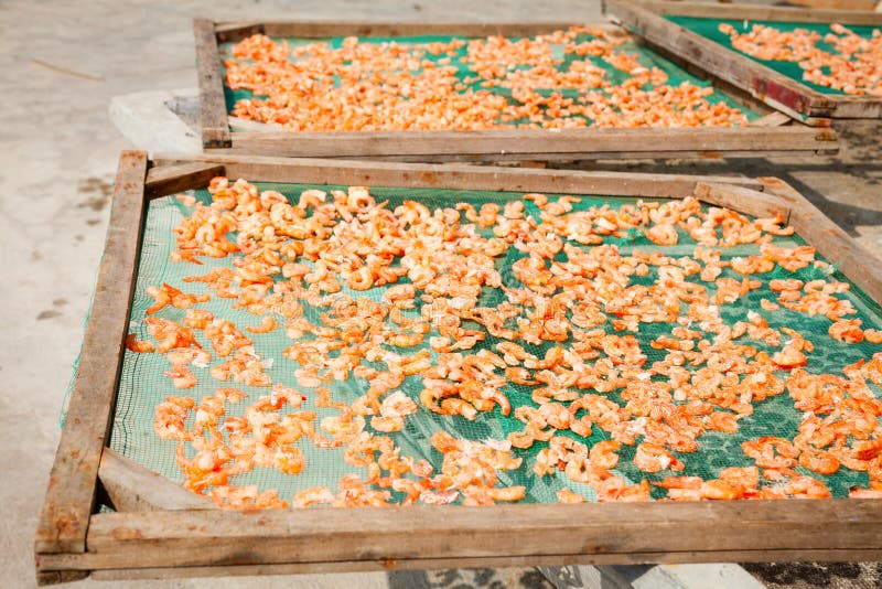 Shrimp drying stock photo. Image of seafood, shrimp, prawn - 38460820