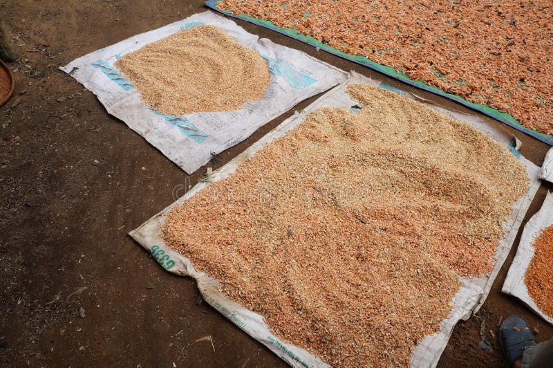 Shrimp Drying in a Field in Cambodia Stock Image - Image of cooked ...