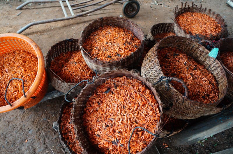 Shrimp Drying in a Field in Cambodia Stock Photo - Image of grill ...