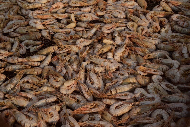 Shrimp Drying in a Field in Cambodia Stock Image - Image of asian ...