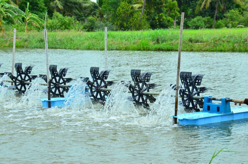 Shrimp farming in pond stock image. Image of farming - 36755123