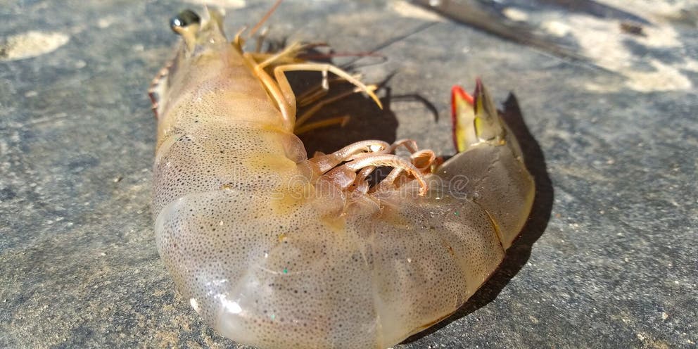 Shrimp fish insect crab stock image. Image of fish, yellow - 184067131