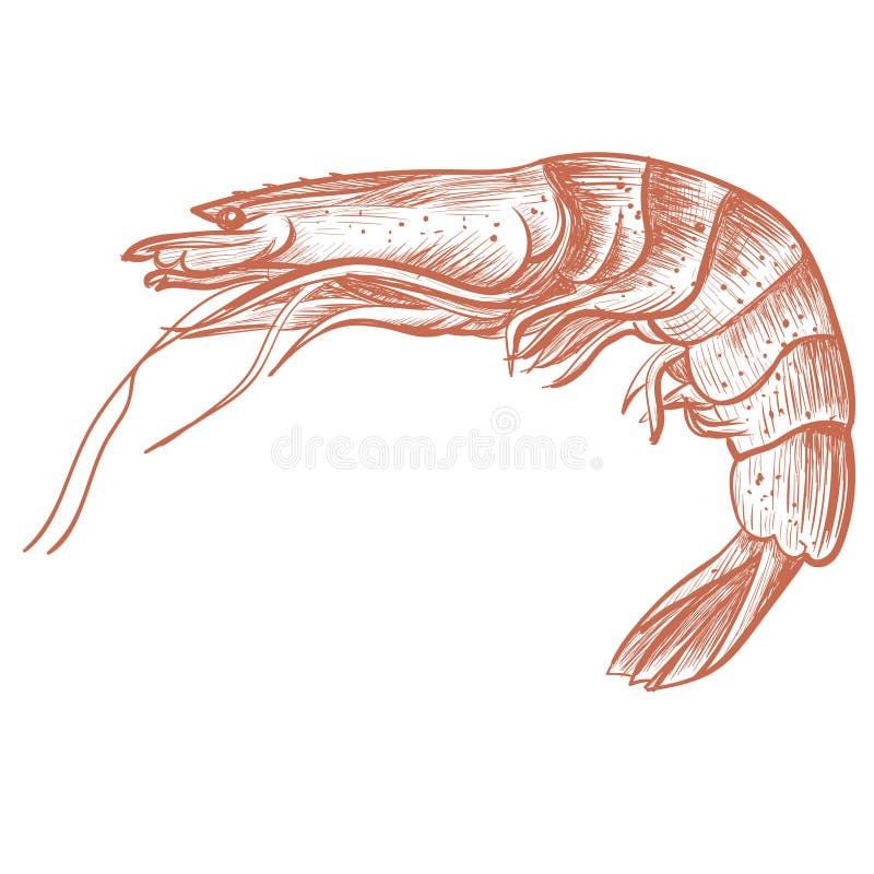 Shrimp Hand Drawing Vector Illustration. Stock Vector - Illustration of ...