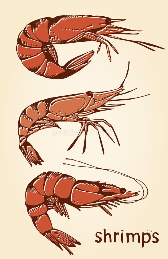 Shrimp Hand Drawn Collection Stock Vector - Illustration of market ...