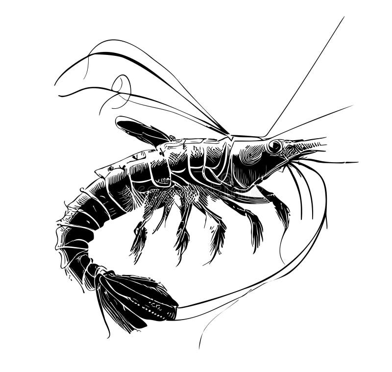 Shrimp Hand Drawn Sketch Vector Illustration Sea Stock Illustration ... Shrimp Hand Drawn Sketch Vector Illustration Sea Stock Illustration ...