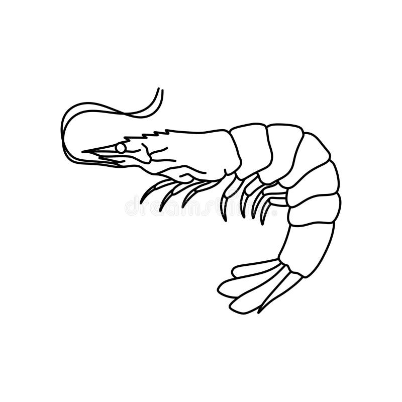Shrimp Line Art Vector Illustration. Shrimp in Monochrome Style Stock ...