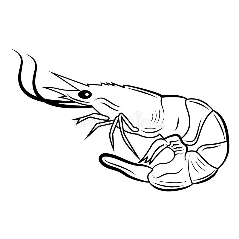 Line Drawing Shrimp Stock Illustrations – 2,267 Line Drawing Shrimp ...
