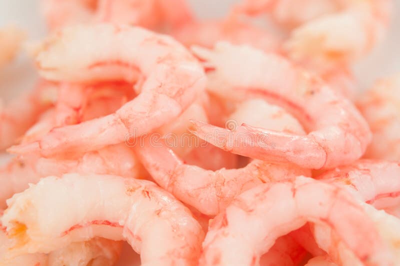 Shrimp meat stock image. Image of dish, macro, dieting - 22563289