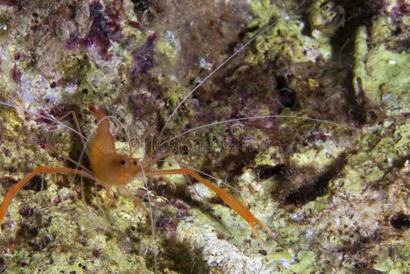 Shrimp Mediterranean Sea stock image. Image of fish, shrimp - 11757403