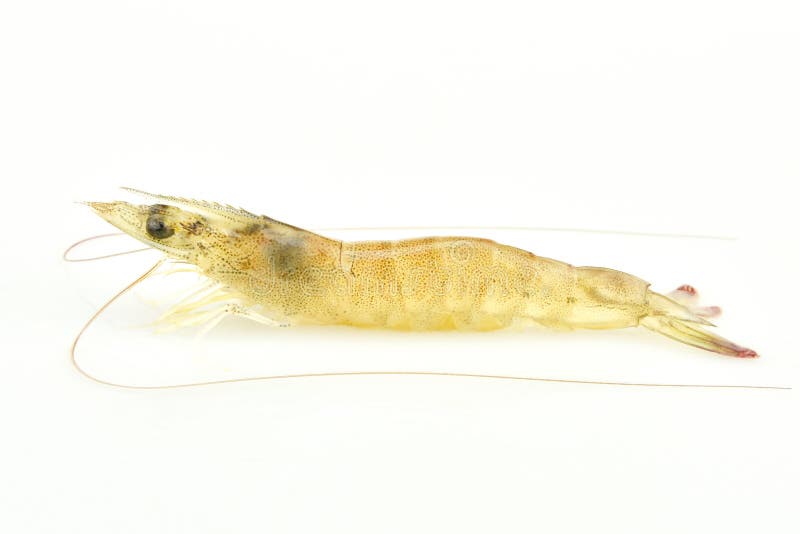Shrimp stock photo. Image of organisms, feeler, thorn - 58656436