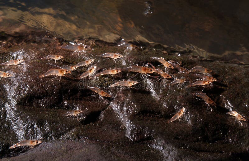 Shrimp Migrate Spawning Season Stock Image - Image of environment ...