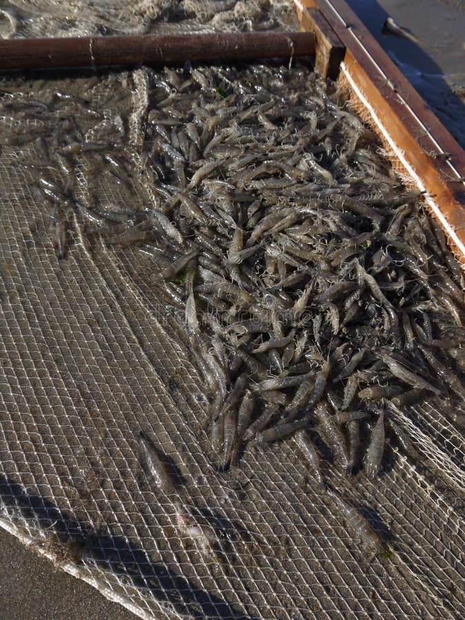 Shrimp in a net stock image. Image of healty, wood, fish - 44872591