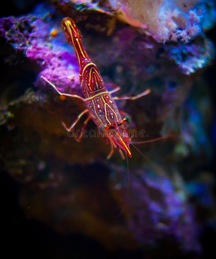 Shrimp in the ocean stock image. Image of shrimp, water - 113441997