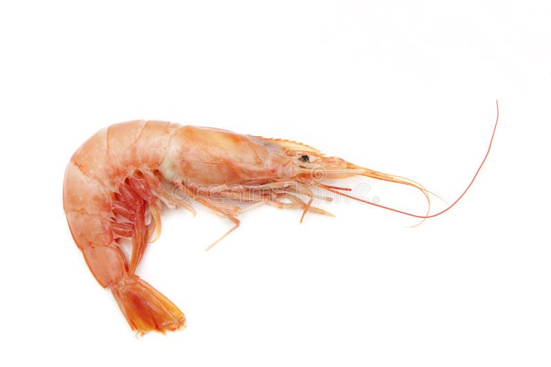 Shrimp one stock photo. Image of food, isolated, snack - 27436800