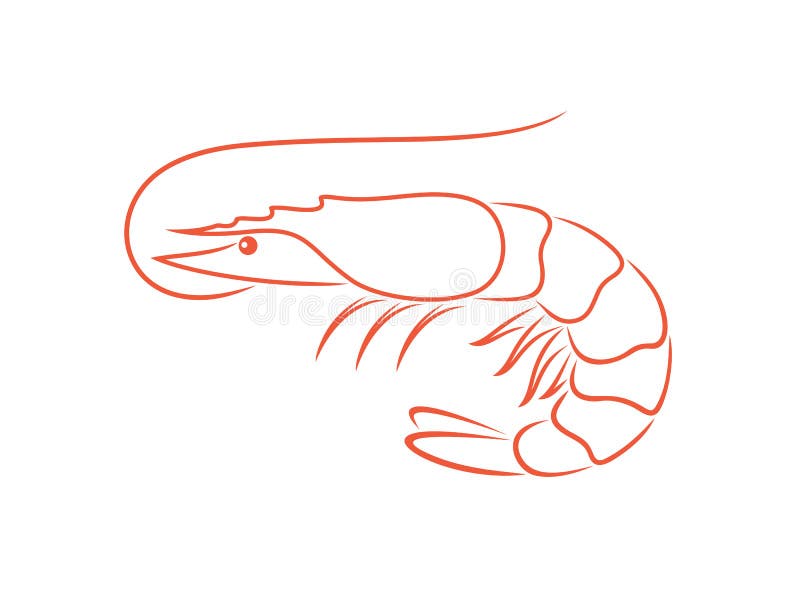 Shrimp Outline. Isolated Shrimp on White Background Stock Vector ...