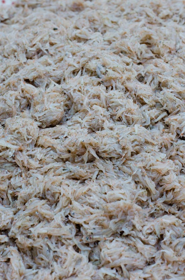 Krill (euphausiacea) stock image. Image of thousands - 65436115