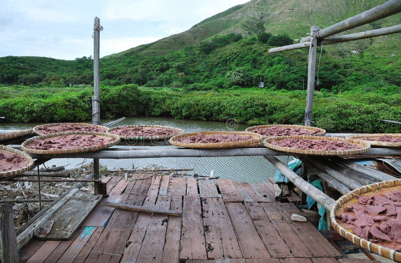 Shrimp Paste Drying in the Sun Stock Image - Image of hong, village ...
