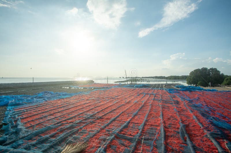 Shrimp Paste Drying in the Sun on a Blue Cloth., Thai Food Stock Photo ...