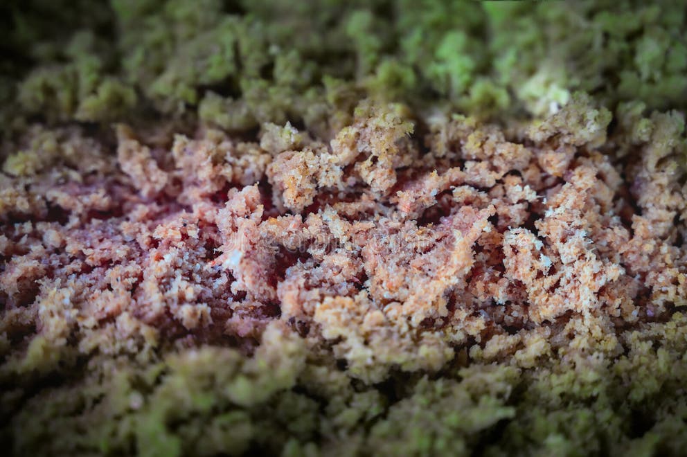 Shrimp paste or Kapi stock photo. Image of famous, natural - 309913934