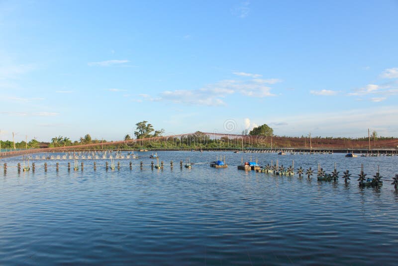Shrimp Pond stock photo. Image of crustacean, cliff, asia - 28839932