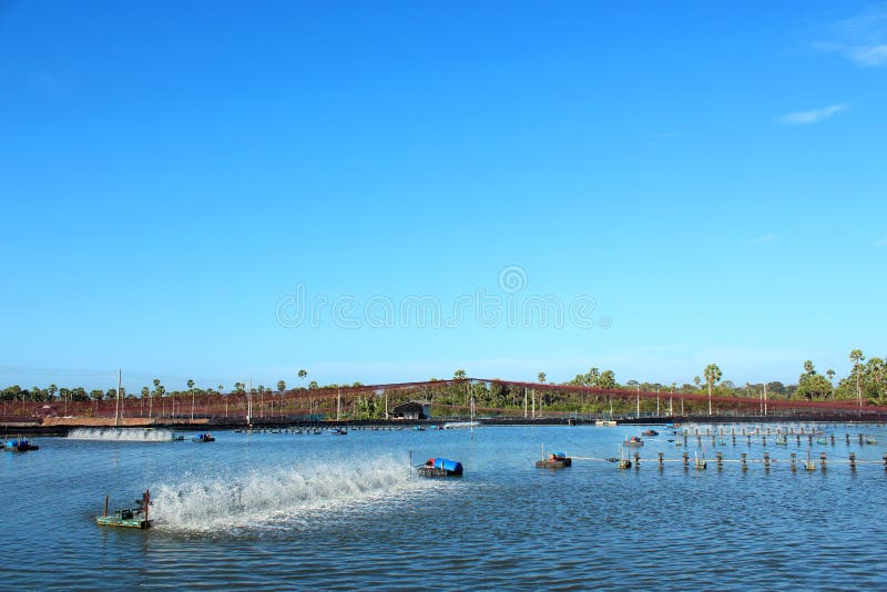 Shrimp Pond stock image. Image of cultivation, farm, outdoor - 28840031