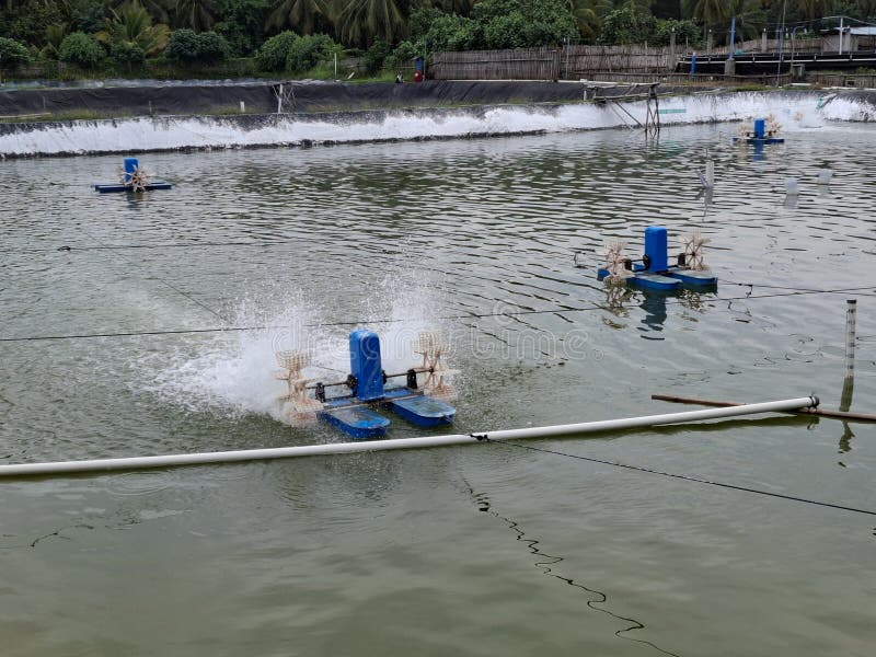 A Shrimp Pond in Operation Photographed Landscape Stock Photo - Image ...