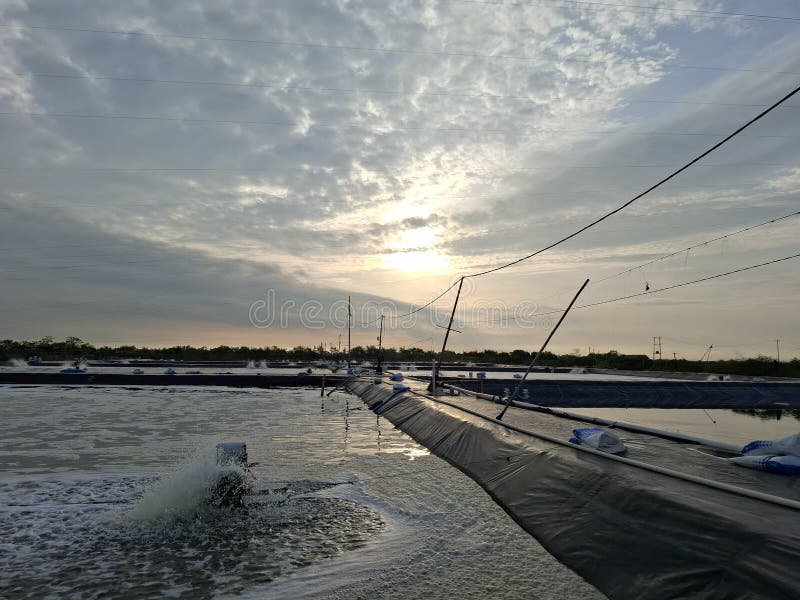 Shrimp Ponds in the Early Morning Stock Photo - Image of watercraft ...