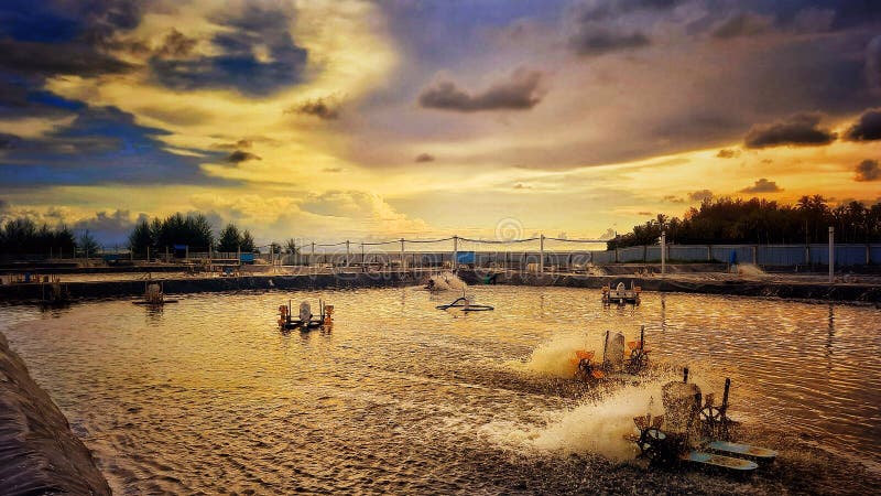 Shrimp Ponds stock image. Image of afterglow, sunset - 261808787