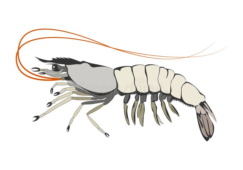 Shrimp, Prawn Design Element Vector Illustration. Stock Illustration ...